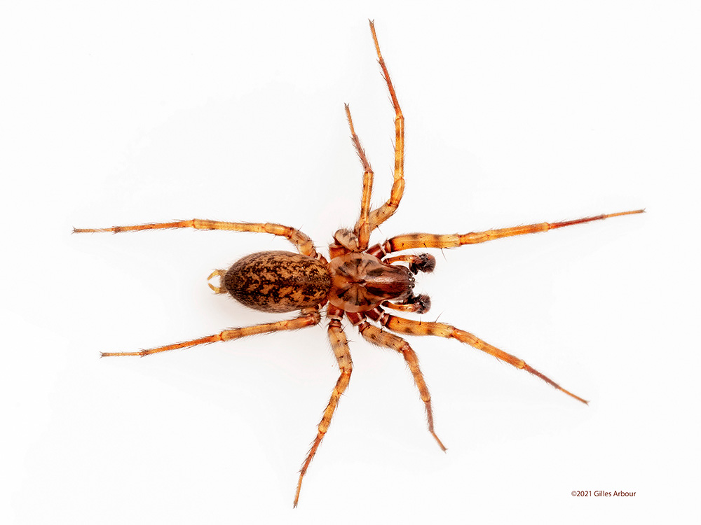 Coras aerialis ()| NatureWeb.com