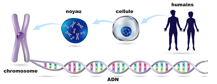 37 - ADN | NatureWeb.com