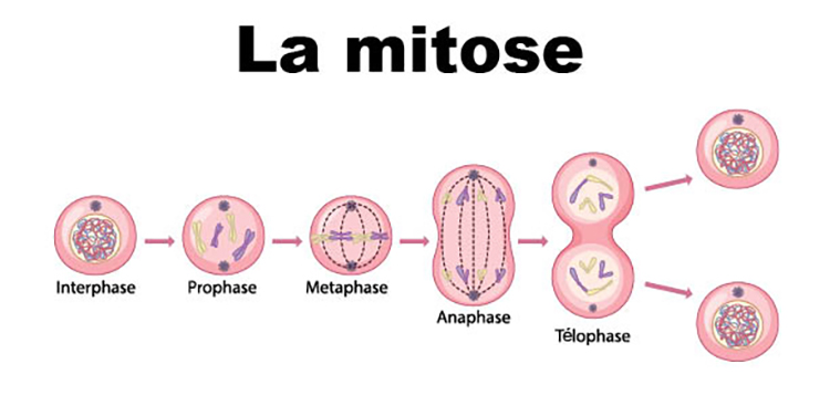 37 - ADN | NatureWeb.com