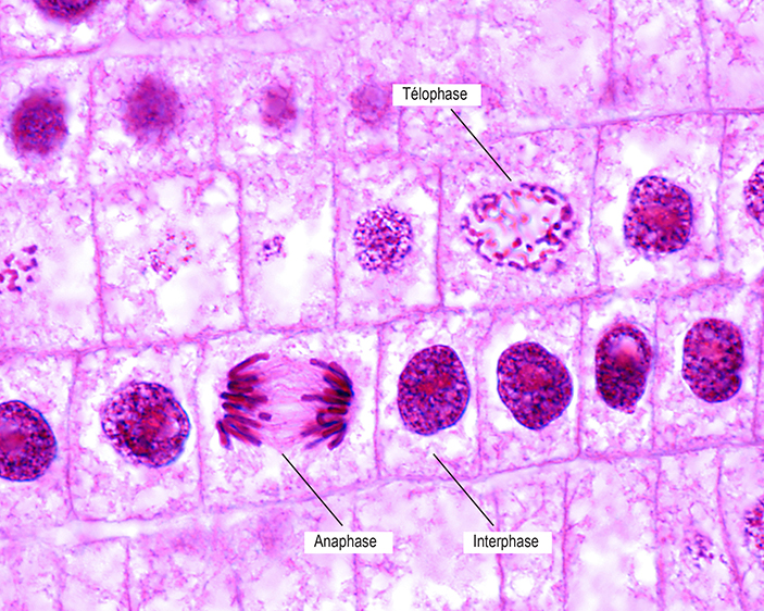 37 - ADN | NatureWeb.com