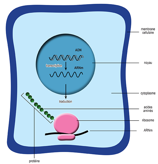 37 - ADN | NatureWeb.com