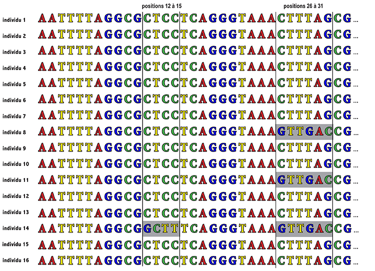 37 - ADN | NatureWeb.com