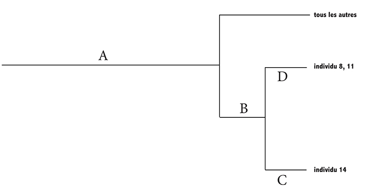 37 - ADN | NatureWeb.com