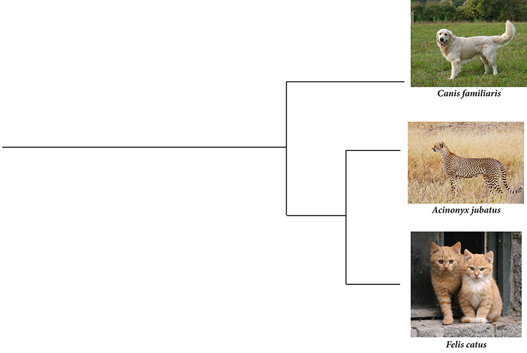 37 - ADN | NatureWeb.com