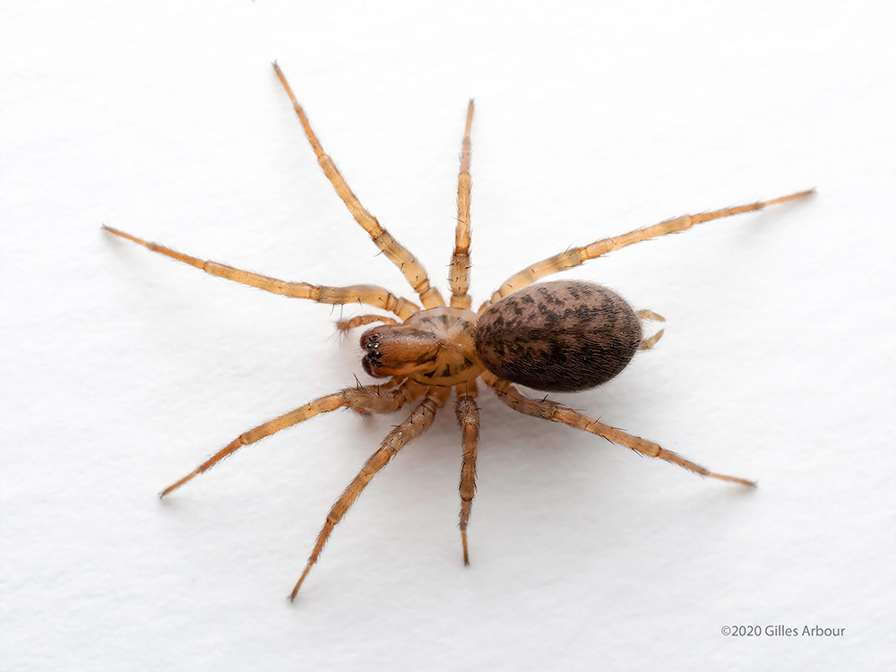 Coras juvenilis ()| NatureWeb.com