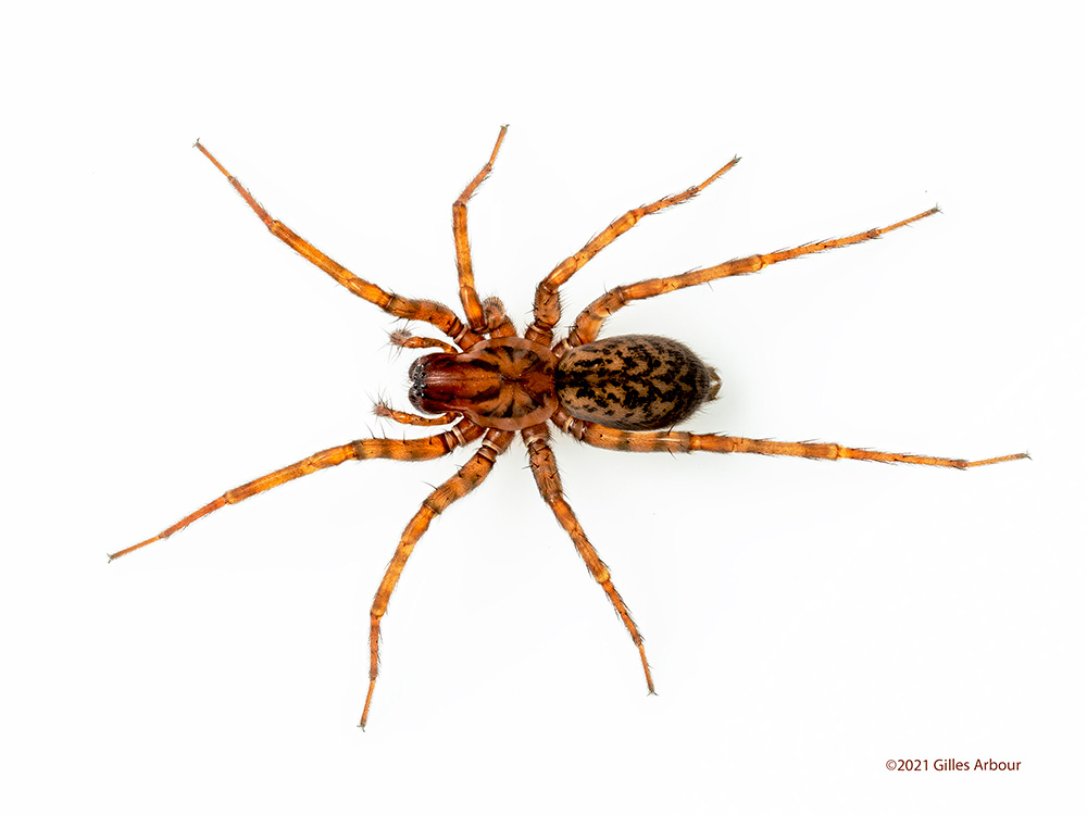 Coras juvenilis ()| NatureWeb.com