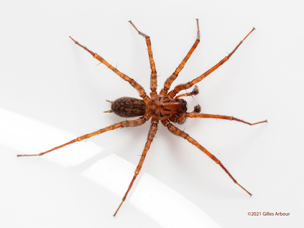 Coras juvenilis ()| NatureWeb.com
