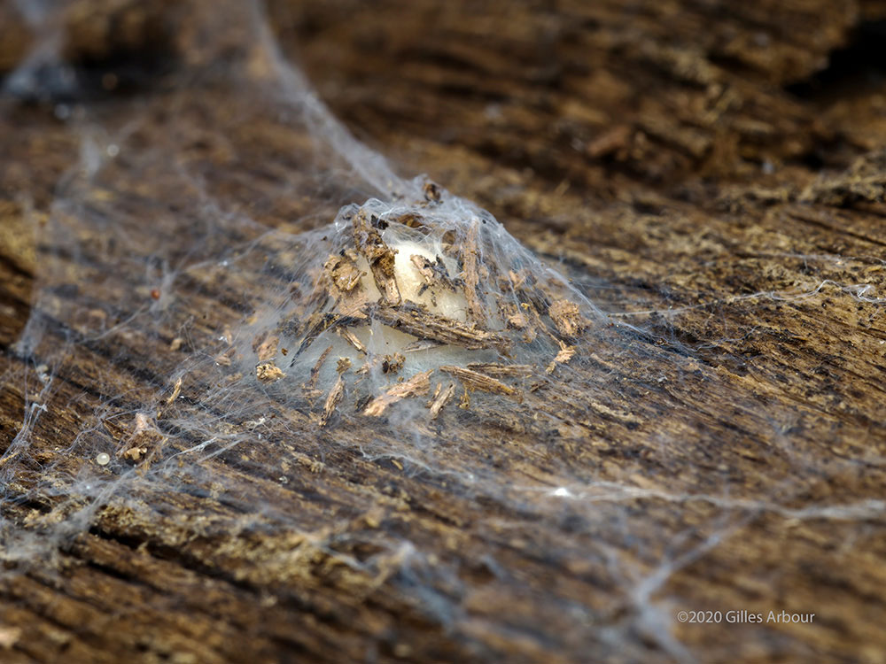 Coras juvenilis ()| NatureWeb.com
