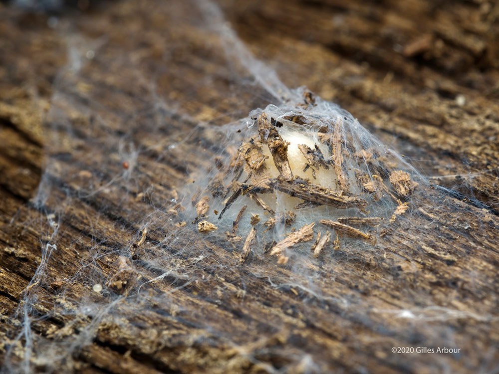 Coras juvenilis ()| NatureWeb.com