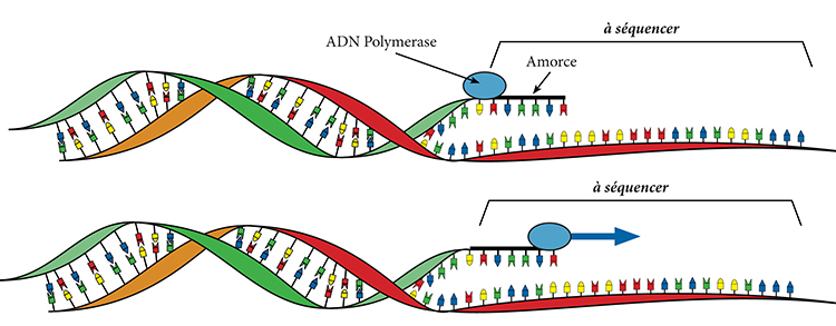 38 - Séquencer l'ADN | NatureWeb.com