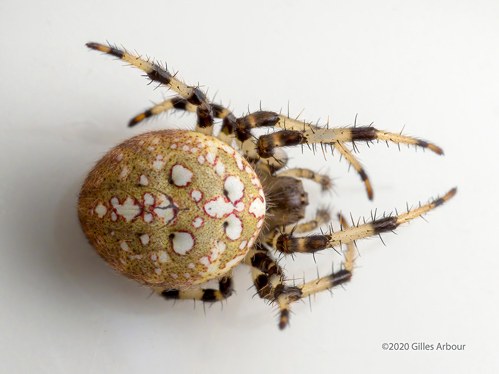 Araneus trifolium ()| NatureWeb.com