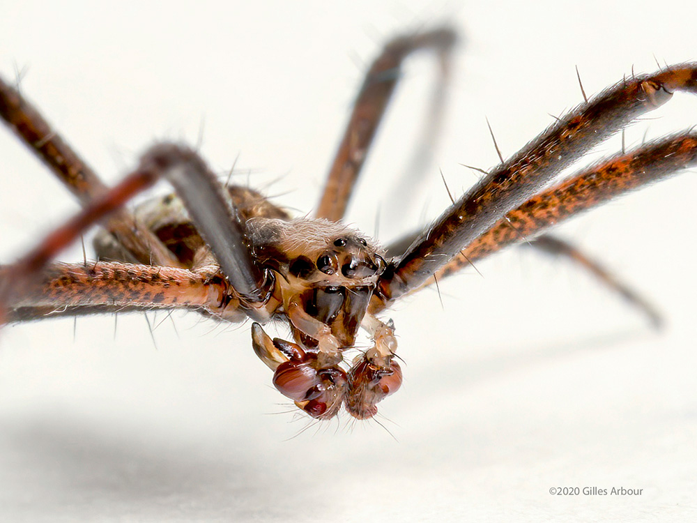 Argiope aurantia ()| NatureWeb.com