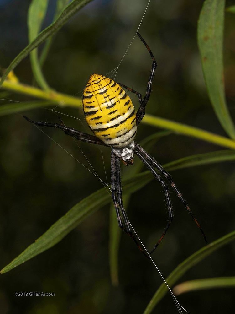 Argiope trifasciata ()| NatureWeb.com