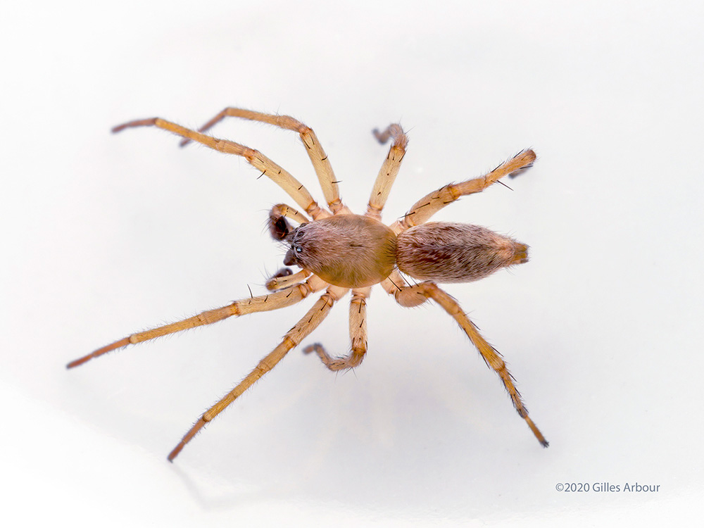 Clubiona riparia ()| NatureWeb.com