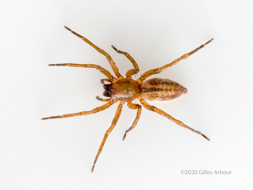 Clubiona riparia ()| NatureWeb.com