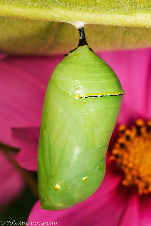 Formation de la Chrysalide du Papillon Monarque | NatureWeb.com