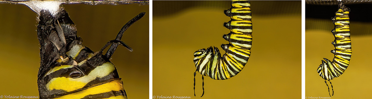 Formation de la Chrysalide du Papillon Monarque | NatureWeb.com