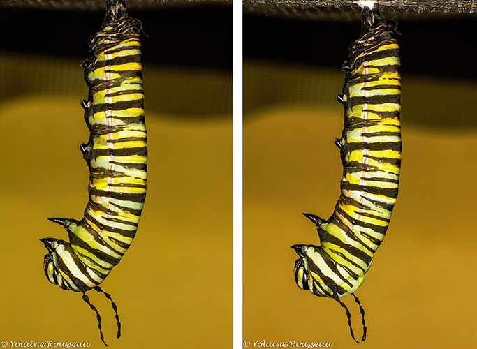Formation de la Chrysalide du Papillon Monarque | NatureWeb.com