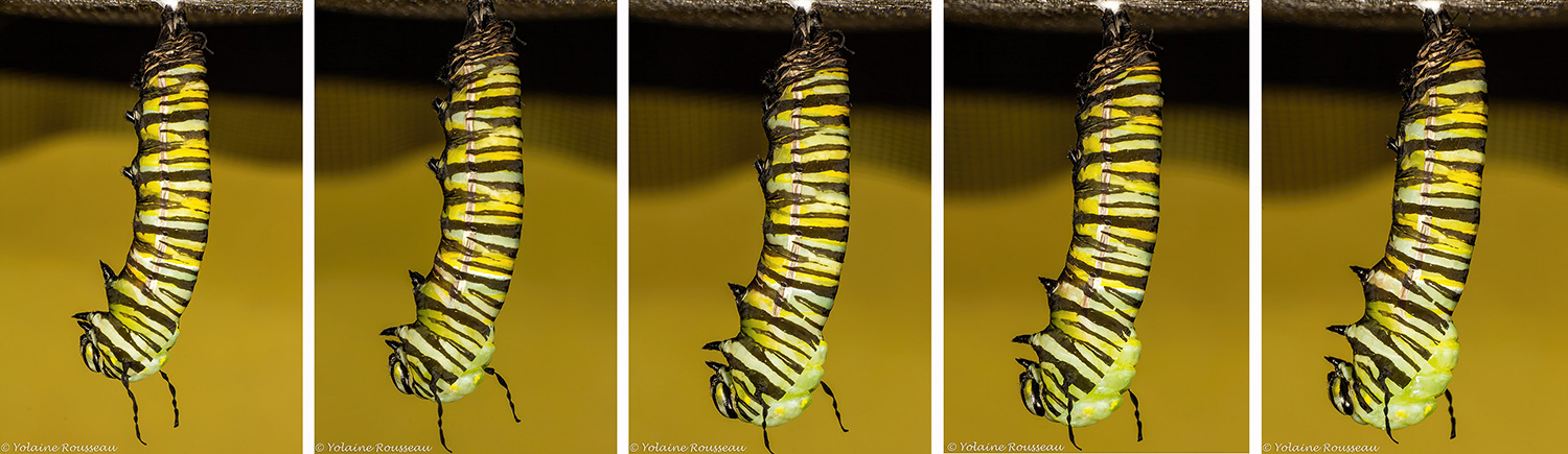 Formation de la Chrysalide du Papillon Monarque | NatureWeb.com