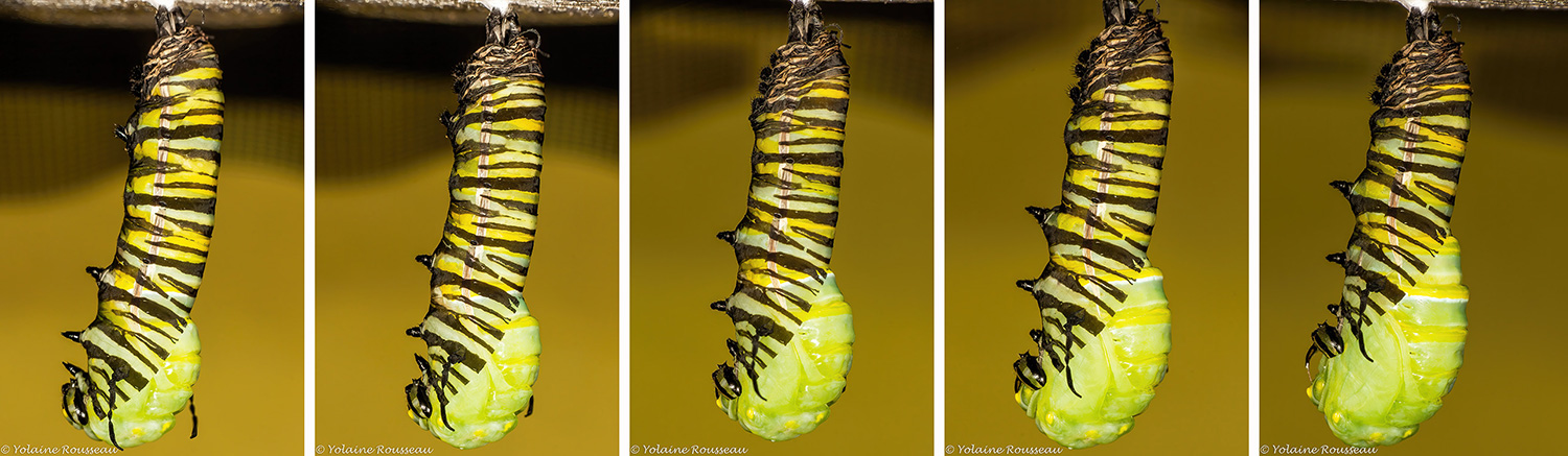Formation de la Chrysalide du Papillon Monarque | NatureWeb.com