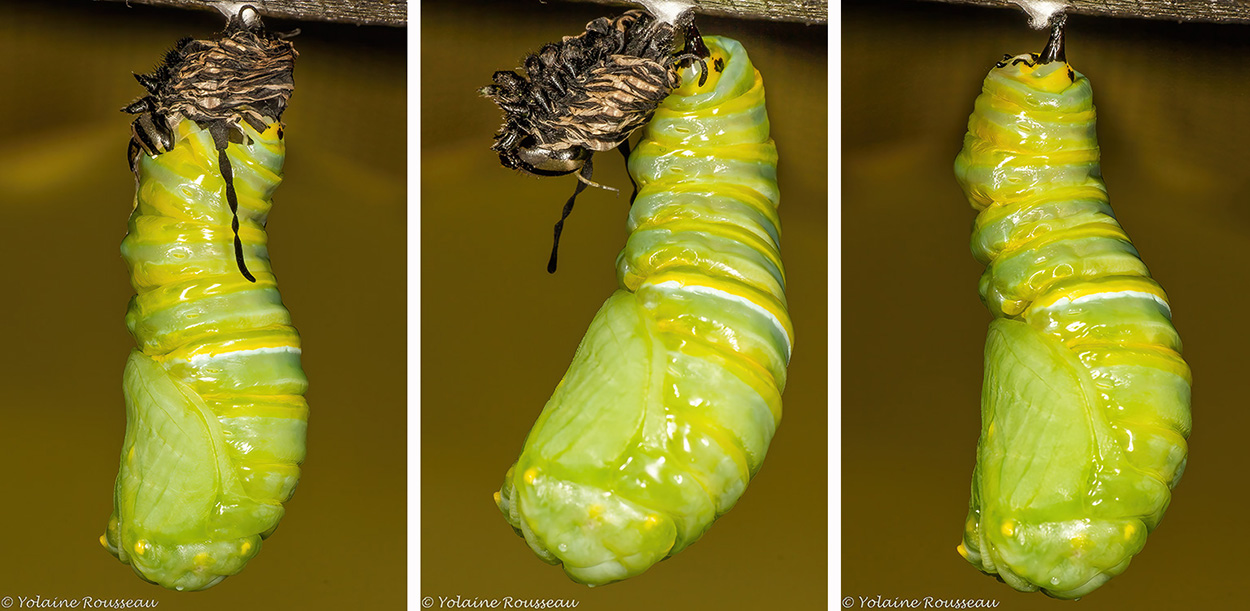 Formation de la Chrysalide du Papillon Monarque | NatureWeb.com