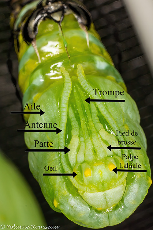Formation de la Chrysalide du Papillon Monarque | NatureWeb.com