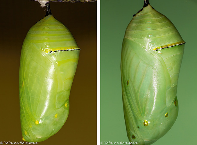 Formation de la Chrysalide du Papillon Monarque | NatureWeb.com