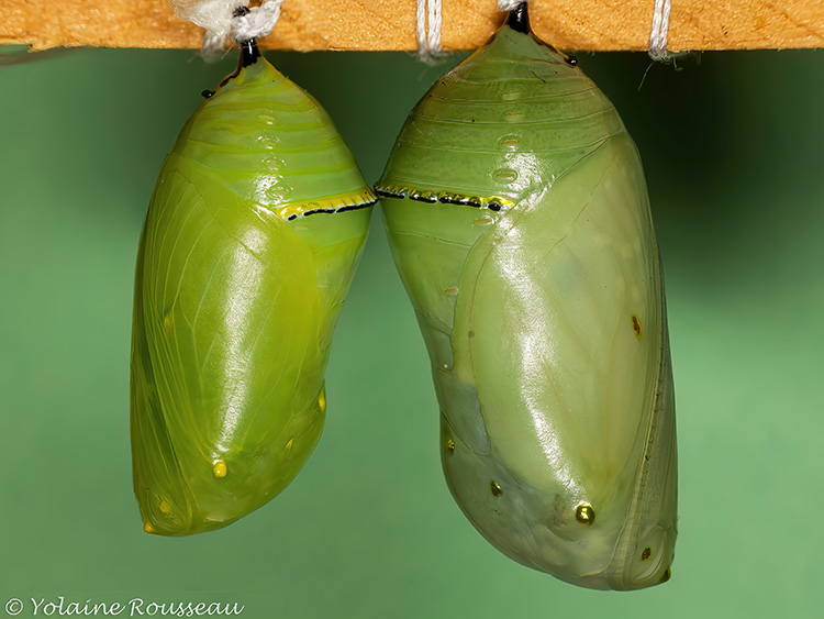 Formation de la Chrysalide du Papillon Monarque | NatureWeb.com