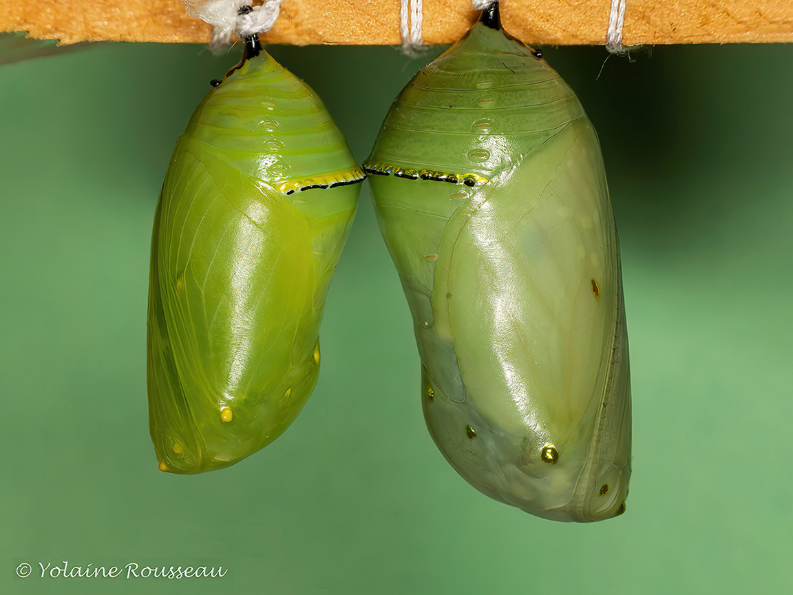 Formation de la Chrysalide du Papillon Monarque | NatureWeb.com