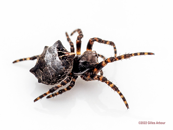 Araneidae | NatureWeb.com