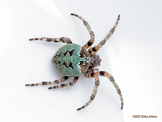 Araneus bicentenarius ()| NatureWeb.com