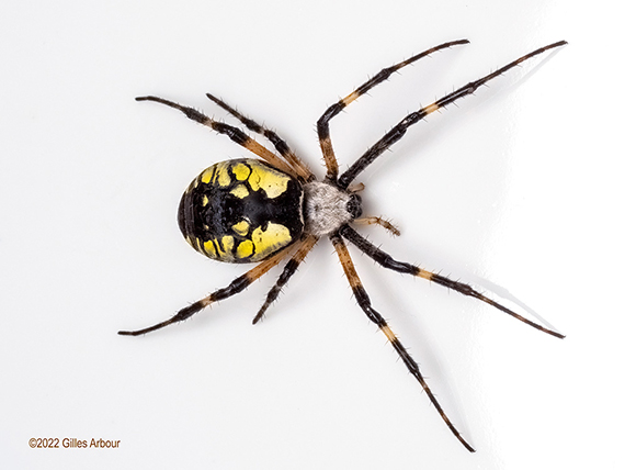 Araneidae | NatureWeb.com