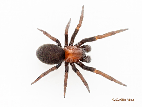 Titanoeca brunnea ()| NatureWeb.com