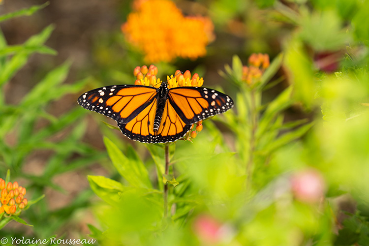 L’Émergence du Papillon Monarque | NatureWeb.com
