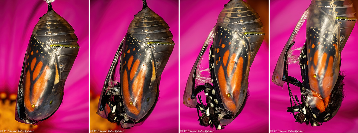 L’Émergence du Papillon Monarque | NatureWeb.com