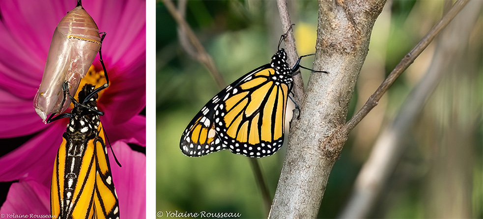 L’Émergence du Papillon Monarque | NatureWeb.com