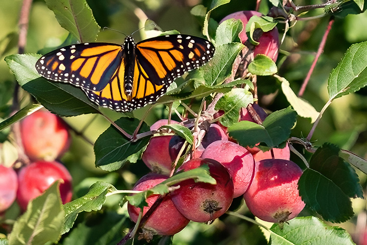 L’Émergence du Papillon Monarque | NatureWeb.com