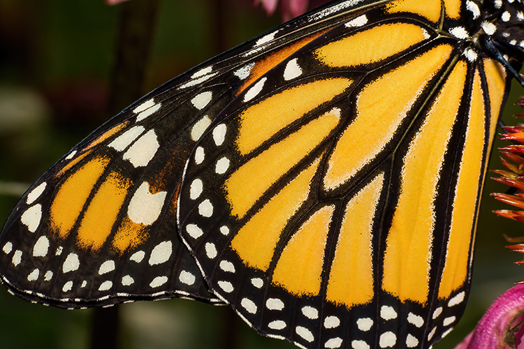 L’Émergence du Papillon Monarque | NatureWeb.com