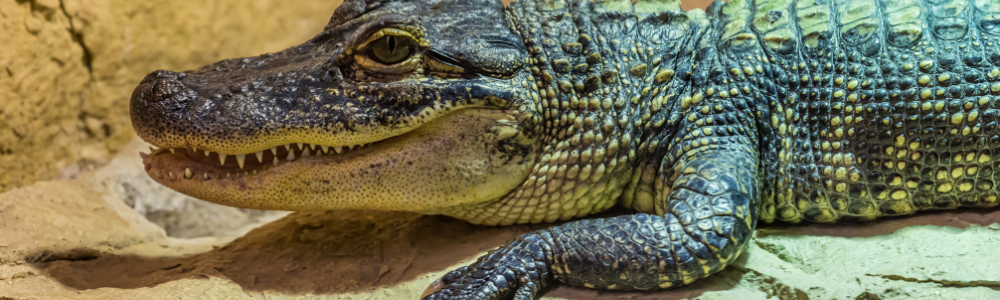 Florida's Amazing Creatures Challenge - Marinalife