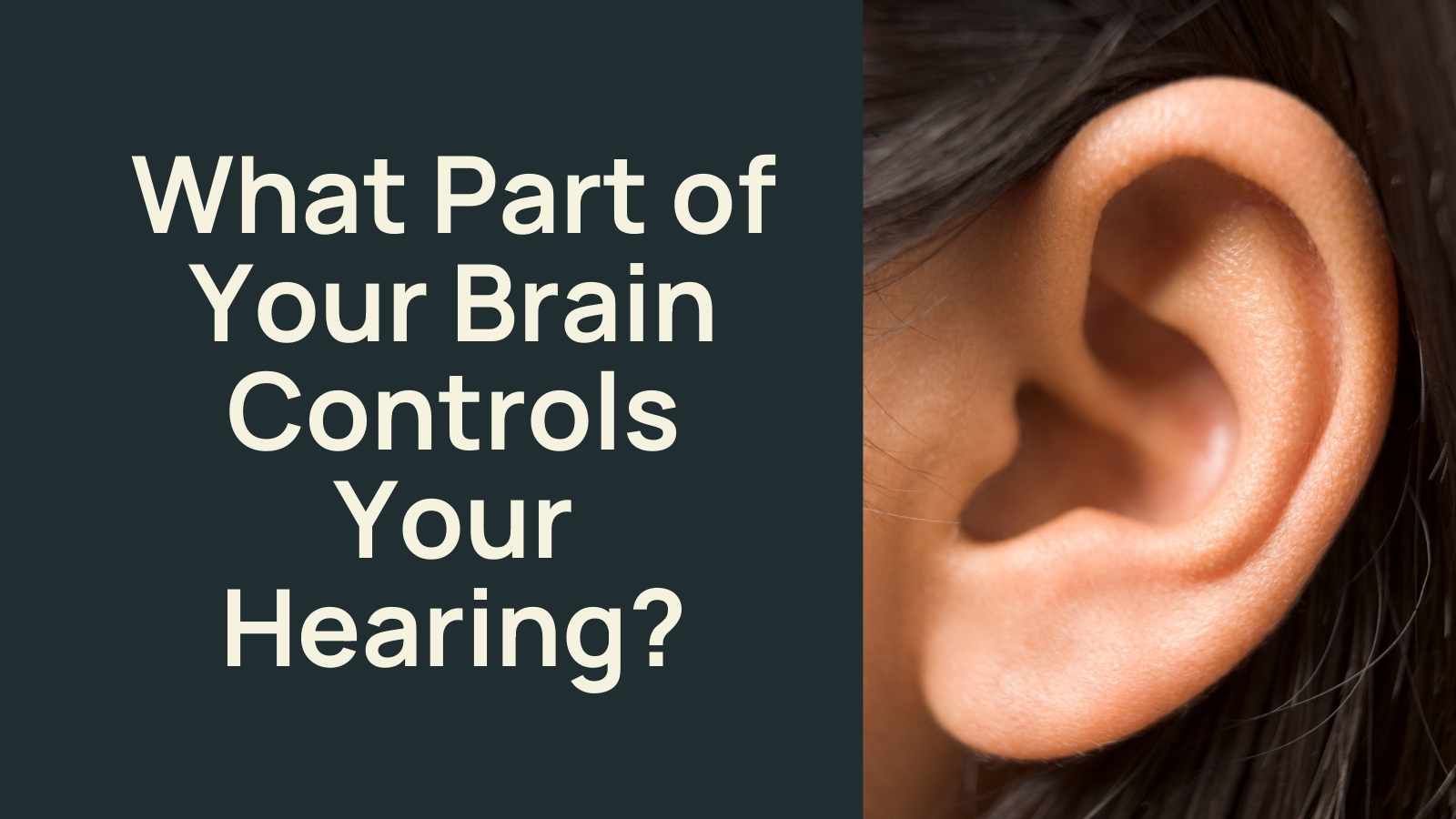What Part of Your Brain Controls Your Hearing?