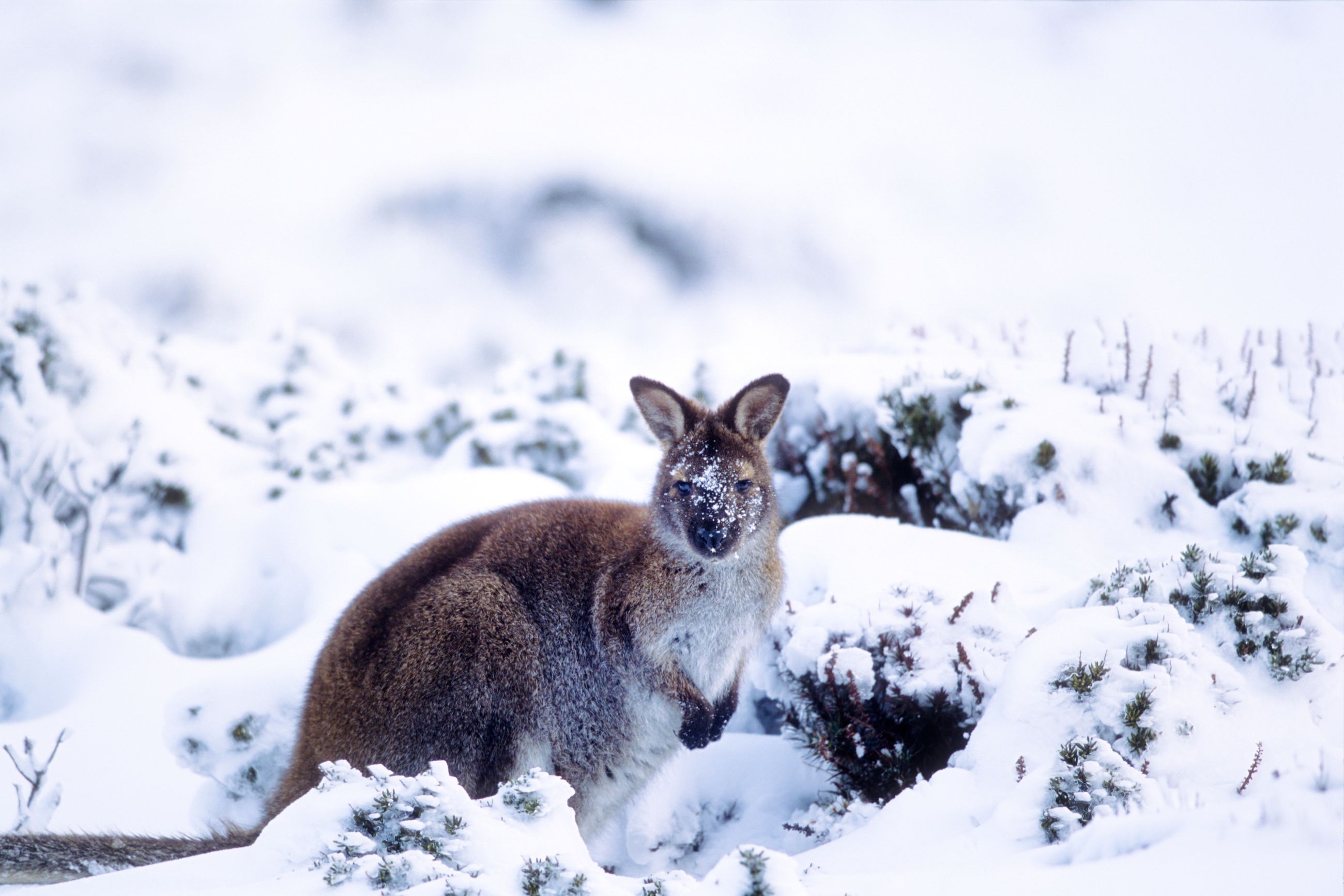 Ten Best Winter Holiday Escapes in Australia - Hometime