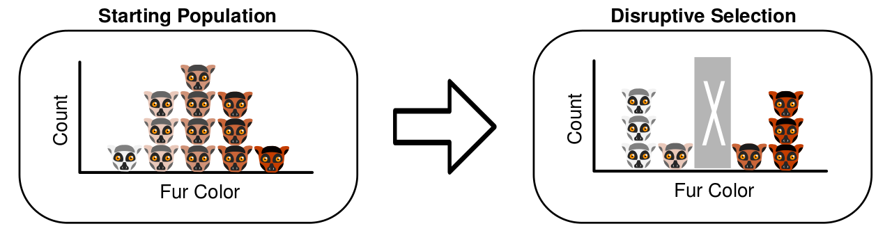 Disruptive Selection Example