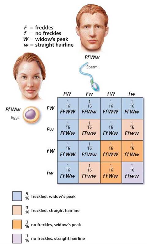 Polygenic Traits Punnett Square