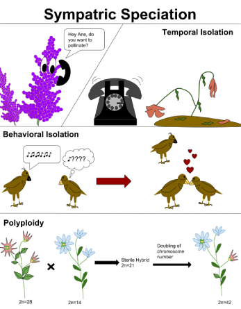 Sympatric Speciation Diagram