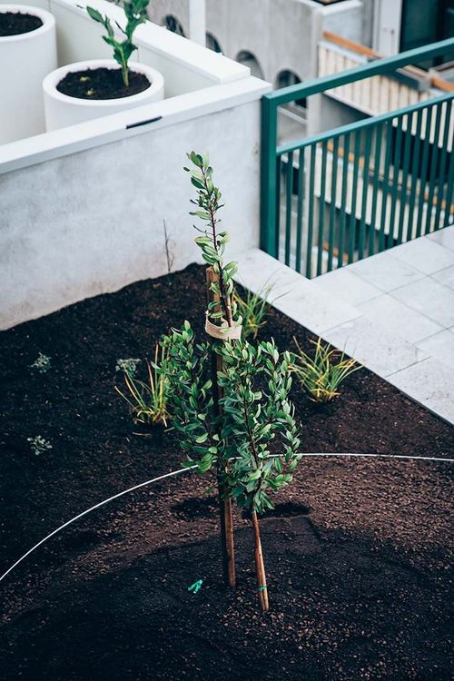 Nightingale Evergreen in Brunswick, VIC