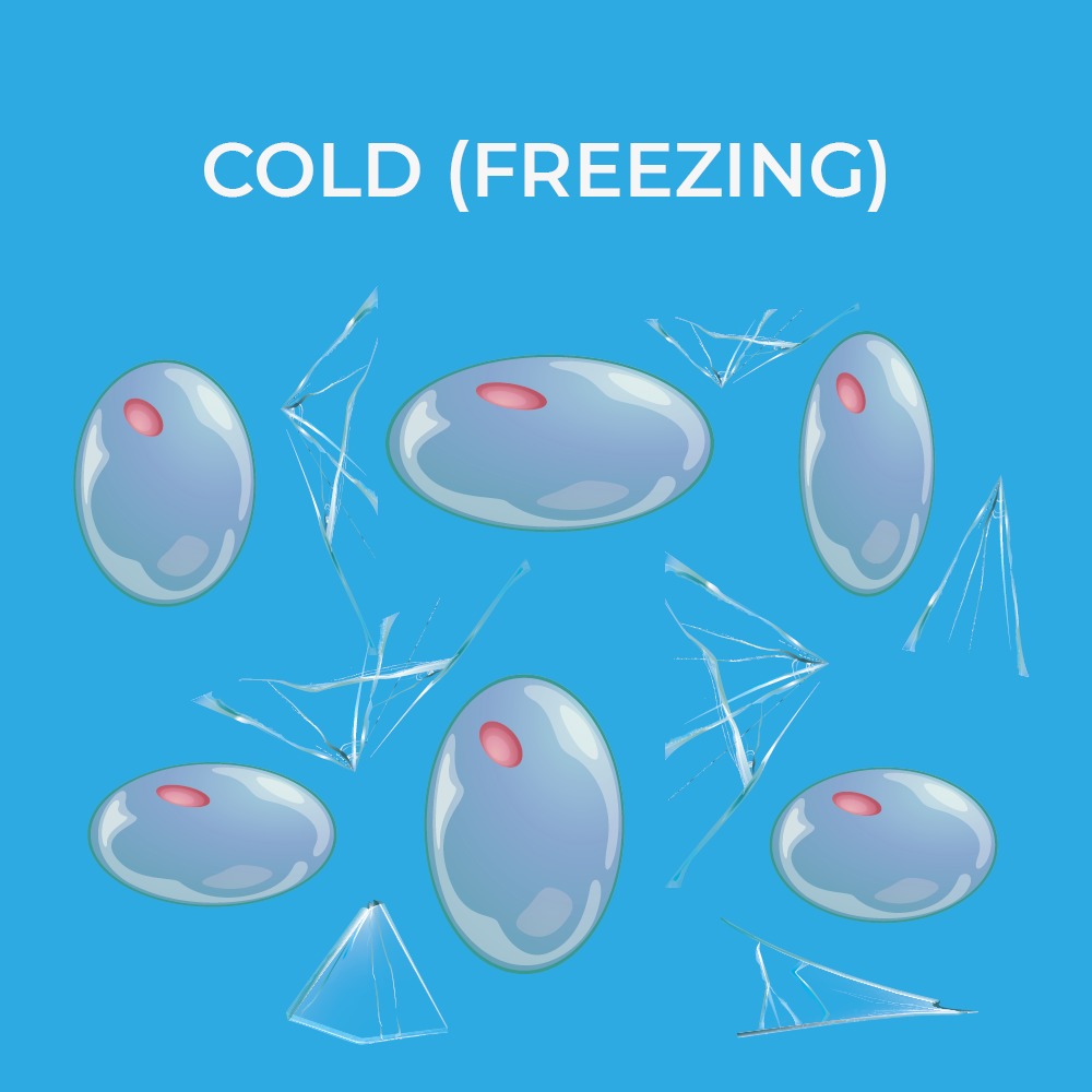 What Is Vitrification?