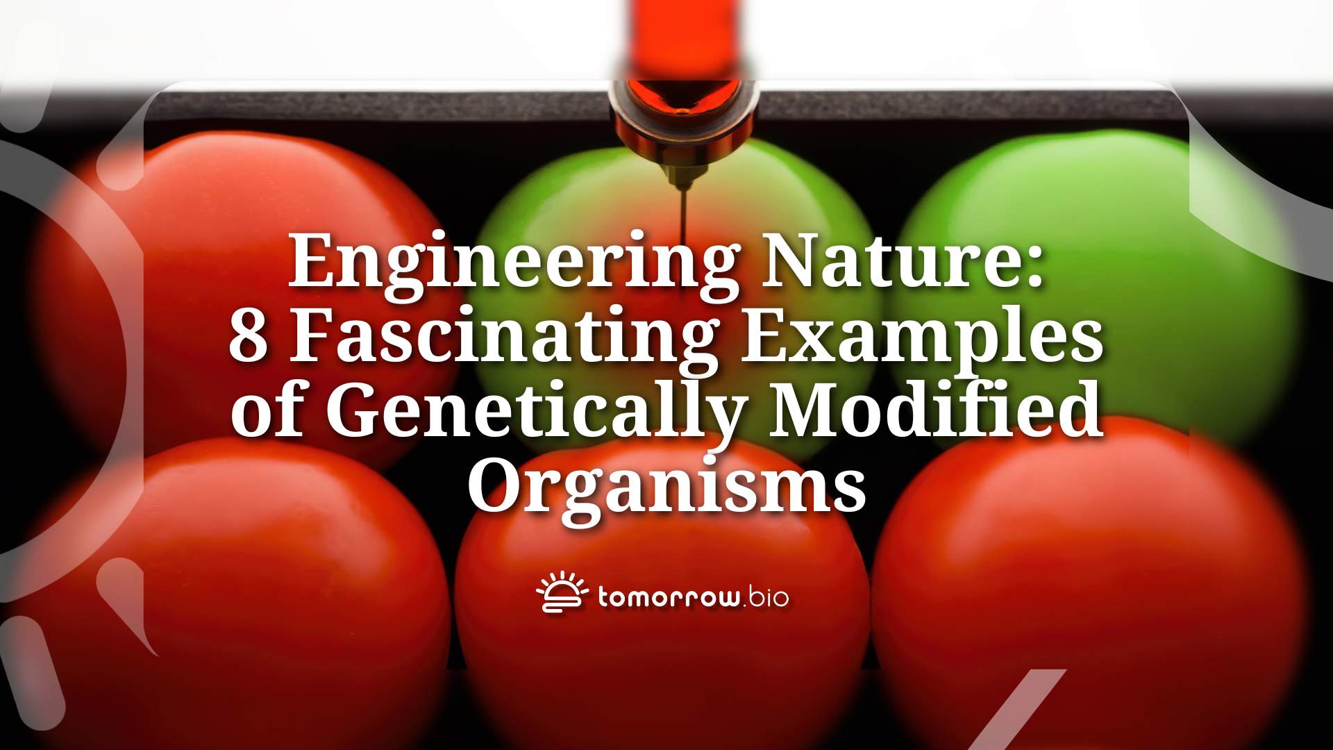 Examples Of Genetically Modified Organisms