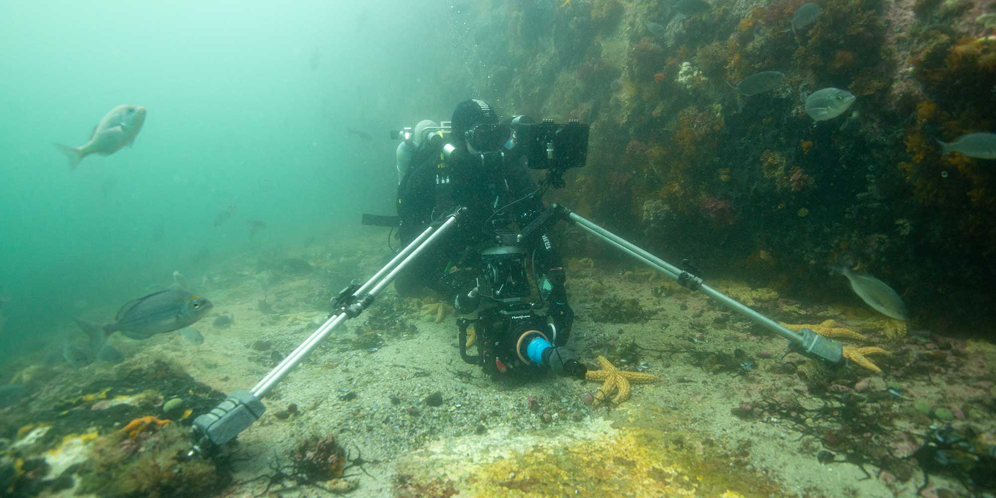 Roger Horrocks | Underwater Cinematographer