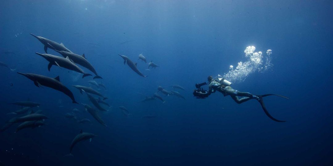 Roger Horrocks | Underwater Cinematographer