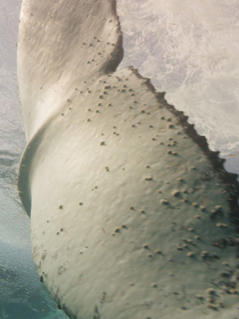 Flukes Archive | Underwater Stock Footage | 4K+ RAW